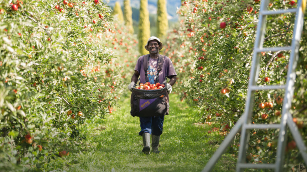 Apple Pear And Kiwi Growers Golden Bay Fruit Orchards Nz