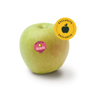 Bright Red Apple, Dazzle™ Golden Bay Fruit Orchards, NZ