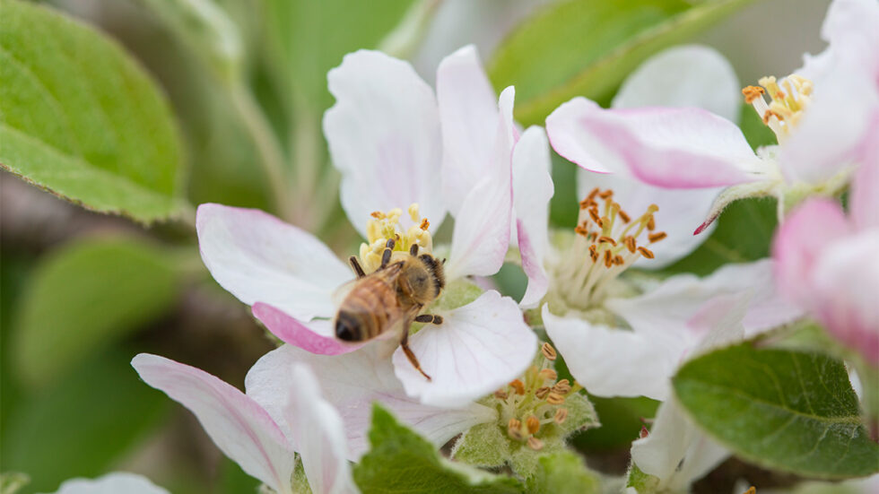 Bees : The unsung heroes of our orchards - Golden Bay Fruit