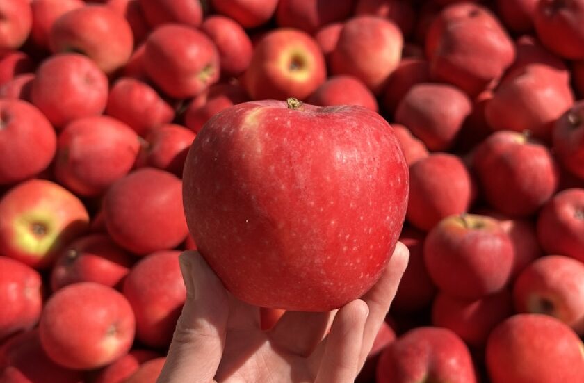 Deep Red Crunchy Apple, Sassy™ Golden Bay Fruit Orchards, NZ